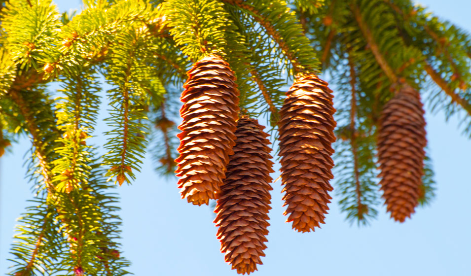 Épicéa : variétés, plantation et entretien - Jardiland