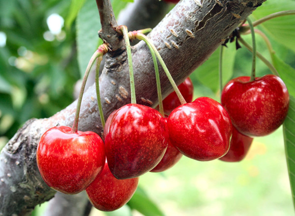 Pédoncule : définition - Gamm vert