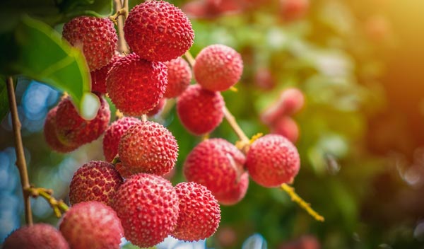 Les 7 bienfaits du litchi - Jardiland