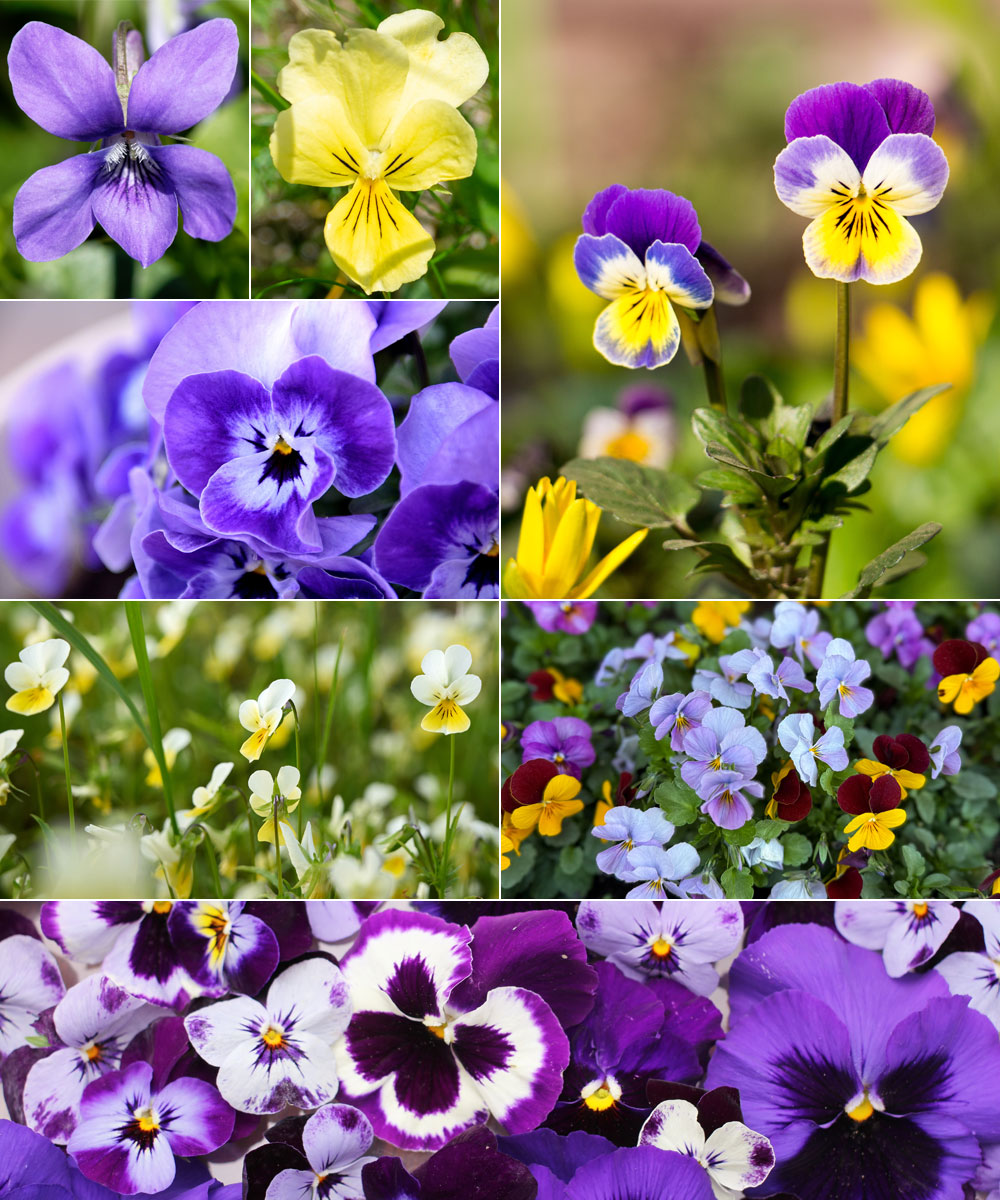 Pensée : plantation, floraison et entretien - Gamm vert