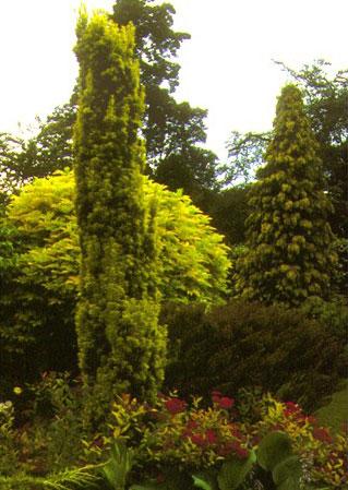 Garder la belle colonne d'un conifère - Gamm vert