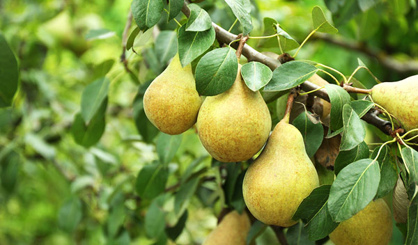 Poirier : plantation, entretien et taille - Jardiland