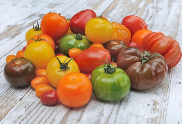 Les 10 meilleures variétés de tomates à cultiver - Gamm vert