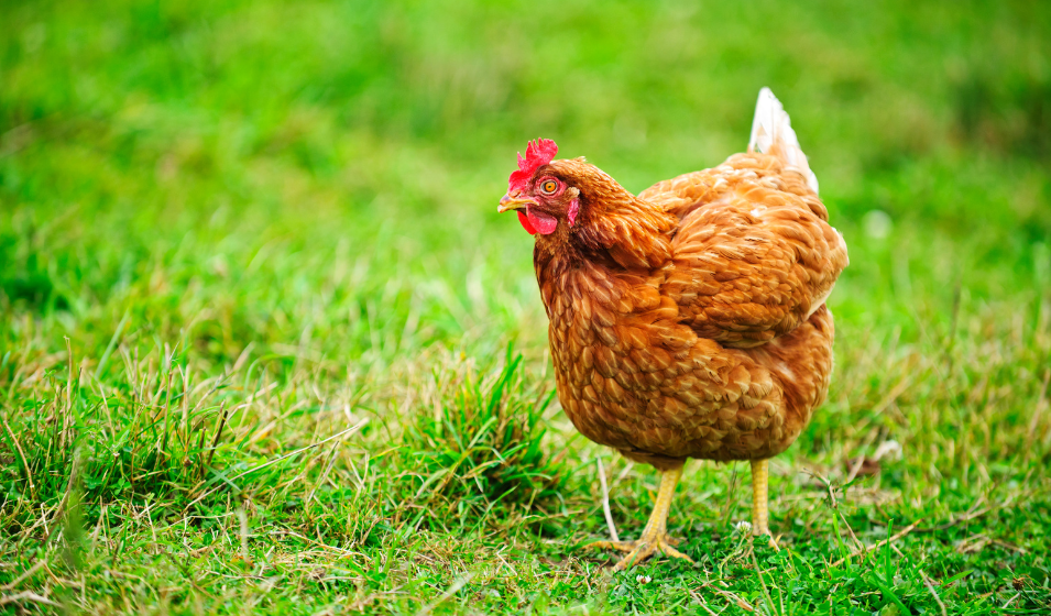 Criando gallinas ponedoras - Jardiland