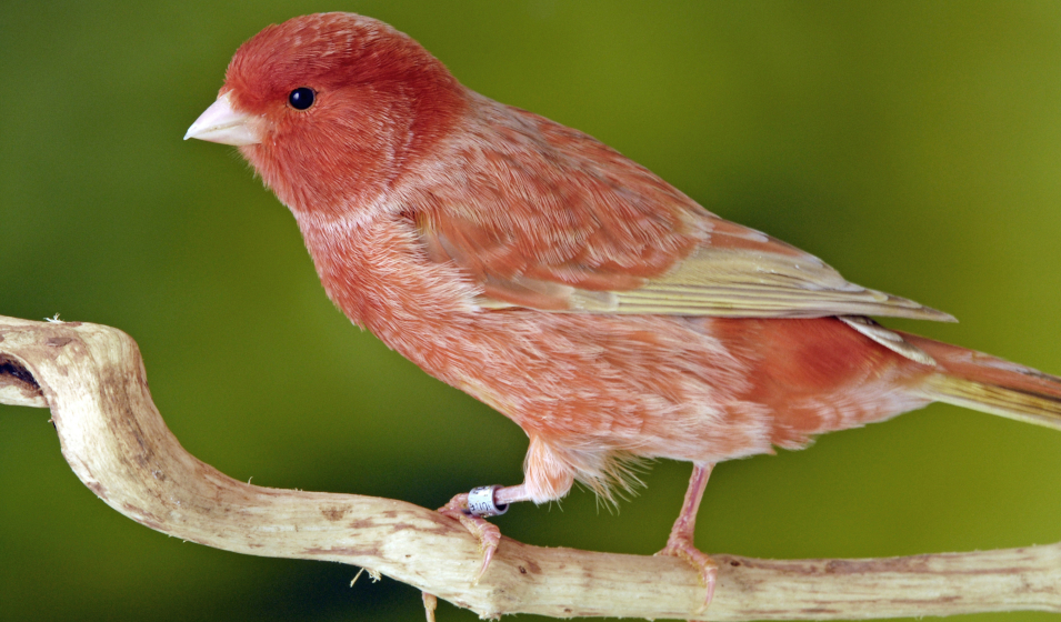 Le canari isabelle - Jardiland