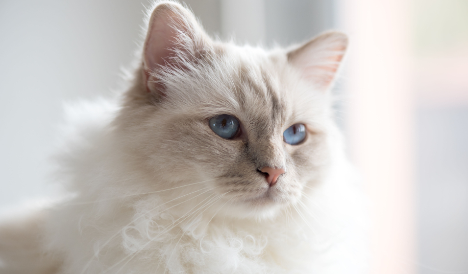 Comment nettoyer les yeux d'un chat ? - Jardiland