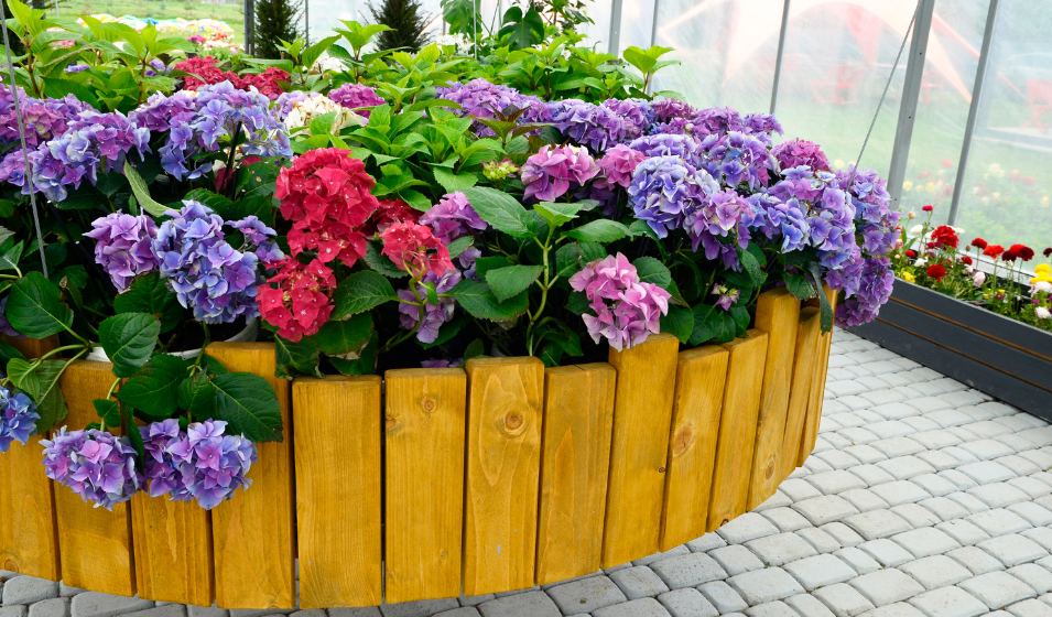 ¿Cómo plantar plantas perennes con éxito? - Jardiland