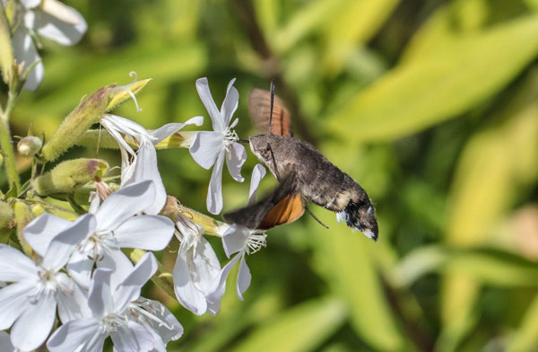 Sphinx-colibri : connaissez-vous ce papillon pas comme les autres ...