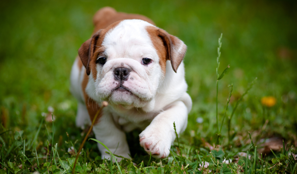 Comment apprendre son nom à un chiot ? - Jardiland