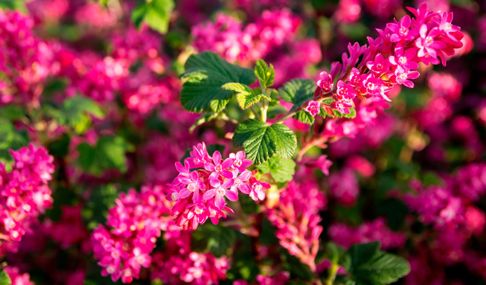 Groseillier : variétés, plantation et culture - Jardiland