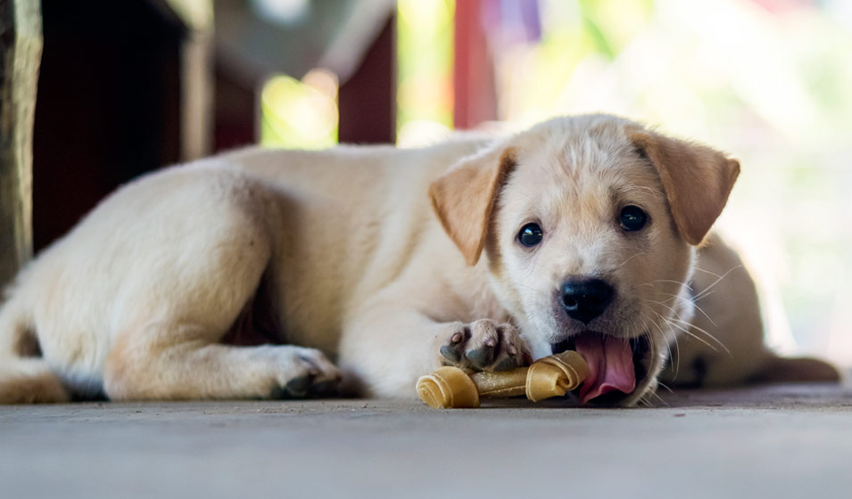 Quelles sont les meilleures friandises pour chien ? - Jardiland