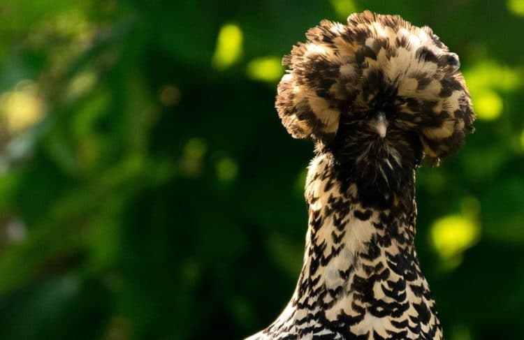 Top 5 des plus belles poules naines - Jardiland