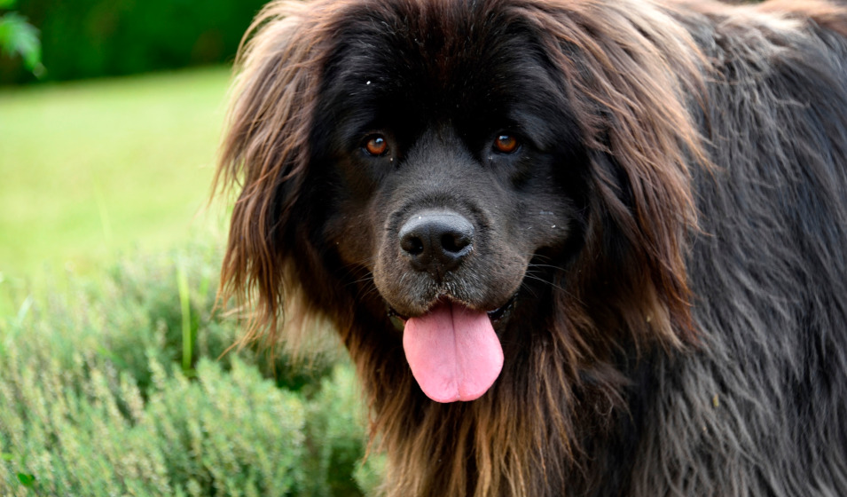 Terre-Neuve : caractère, santé et alimentation - Jardiland