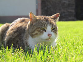 Parler le langage du chat - Gamm vert