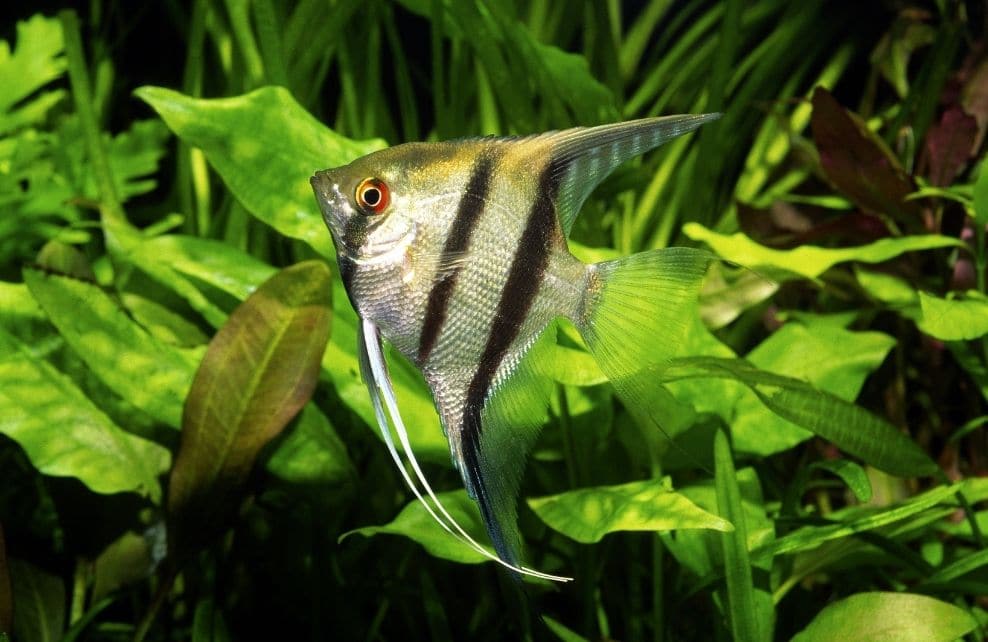 Top 6 des plus beaux poissons pour aquarium - Jardiland
