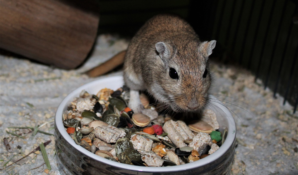 Adopta un jerbo - Jardiland