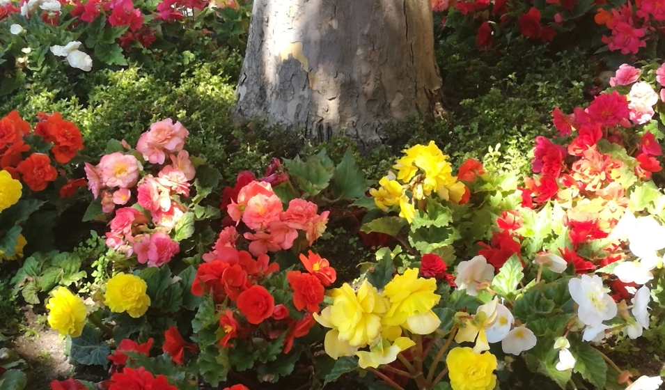 ¿Qué plantar a la sombra de un árbol? - Jardiland