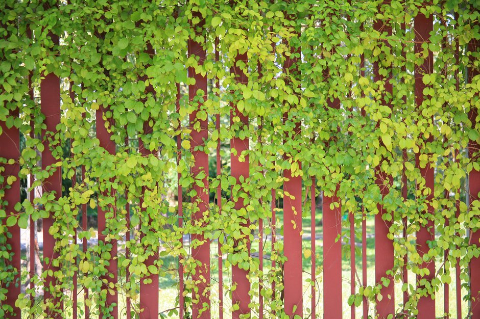 Quelle palissade choisir ? - Gamm vert