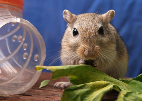 Adopta un jerbo - Jardiland