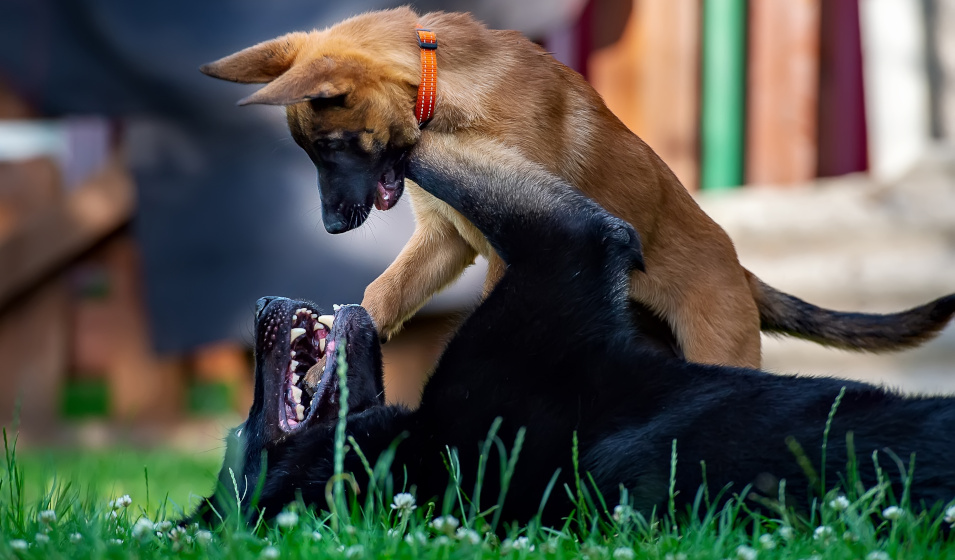 Comment introduire un nouveau chiot avec un chien adulte ? - Jardiland