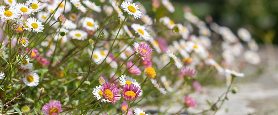 Nos 20 vivaces les plus gratifiantes - Gamm vert