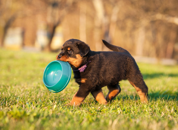 Je nourris mon chiot - Gamm vert
