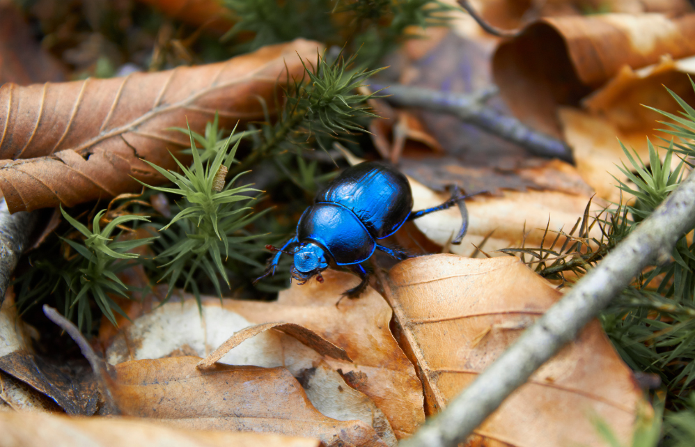Le scarabée : ami ou ennemi du jardinier ? - Jardiland