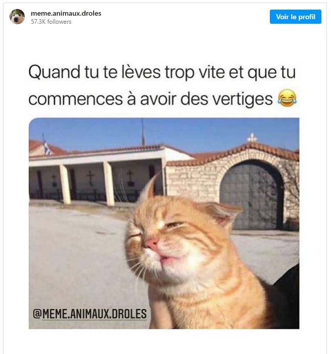 Mèmes De Gros Chat Drôles Amazon.fr Carnet De Mots De Passe: Un