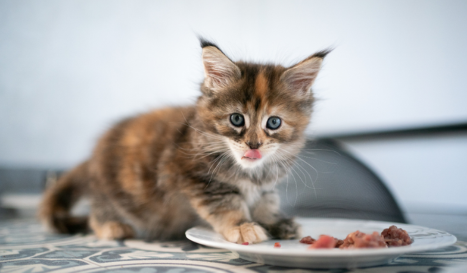 ¿Cómo elegir la mejor comida para gatos? - Jardiland