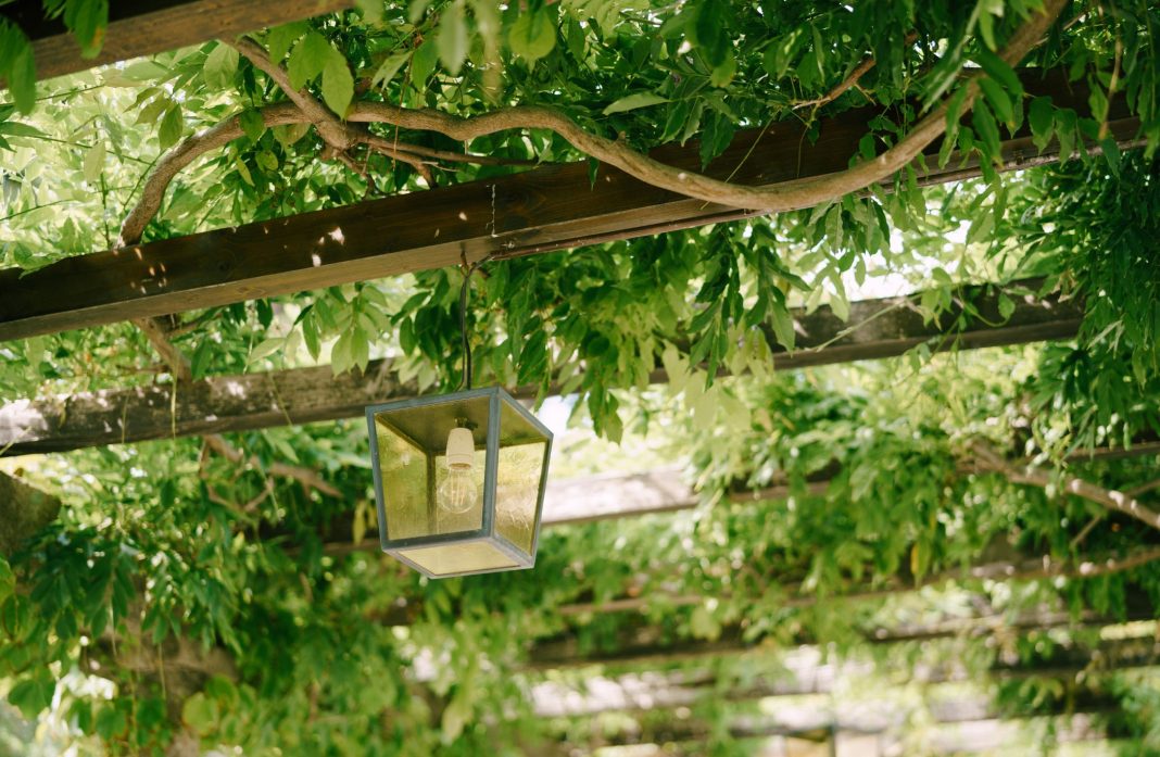 6 plantes grimpantes pour ombrager sa pergola - Jardiland