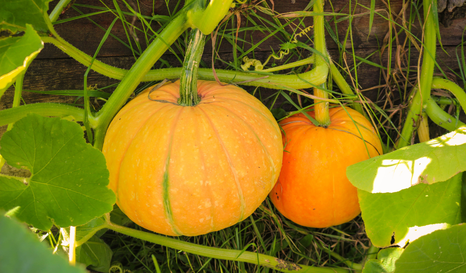 Calabaza: variedades, plantación, cultivo y degustación - Jardiland