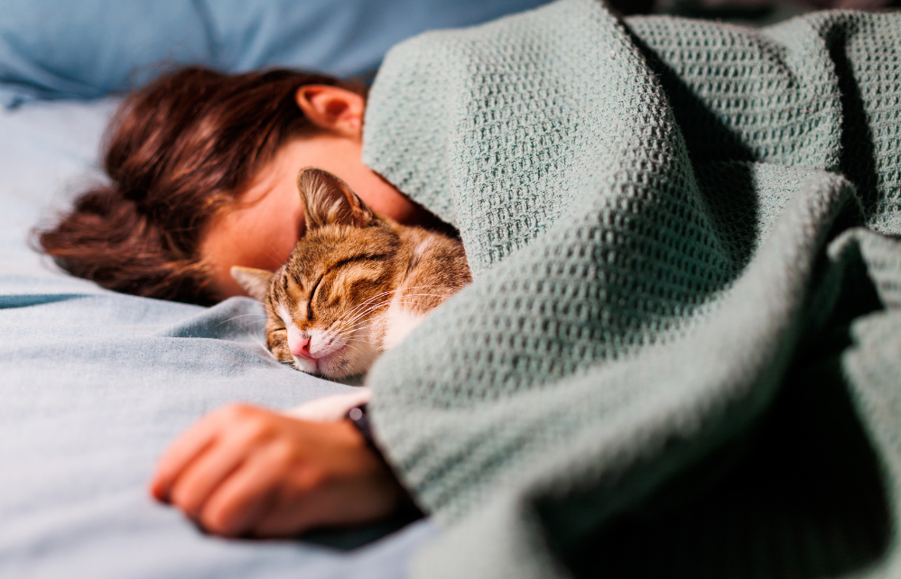 Positions De Sommeil Du Chat Durée, Phases, Rythmes : Tout Savoir Sur