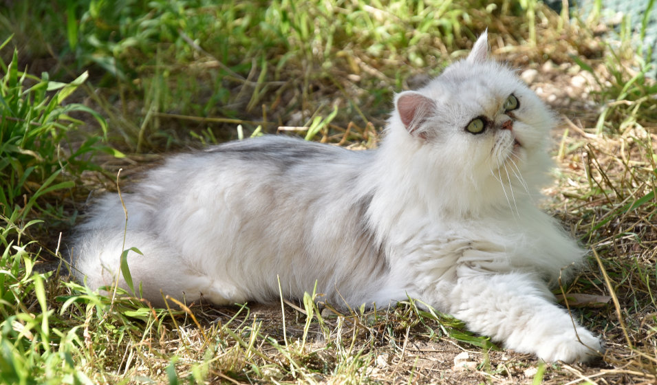 Persan : caractère, santé et soin - Jardiland