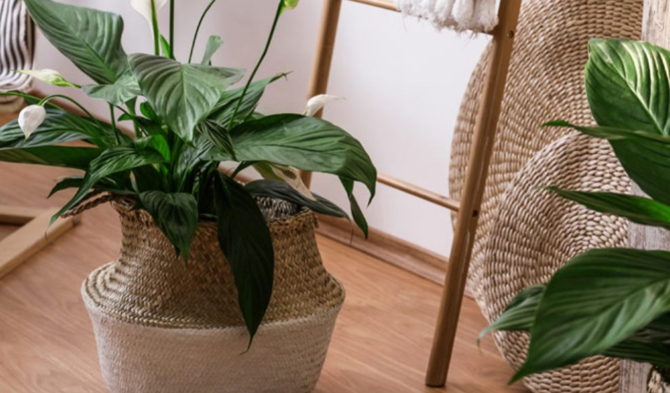 ¿Qué macetas elegir para tus plantas de interior? - Jardiland