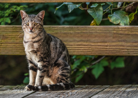 7 razas de gatos adaptadas a la vida al aire libre - Jardiland