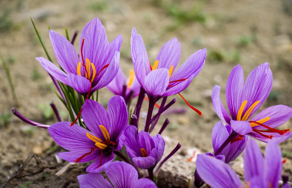 12 fleurs violettes pour une couleur tendance au jardin du printemps à ...