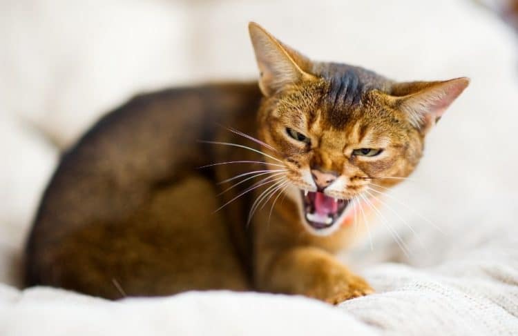 Décrypter le langage de votre chat : mode d’emploi - Jardiland