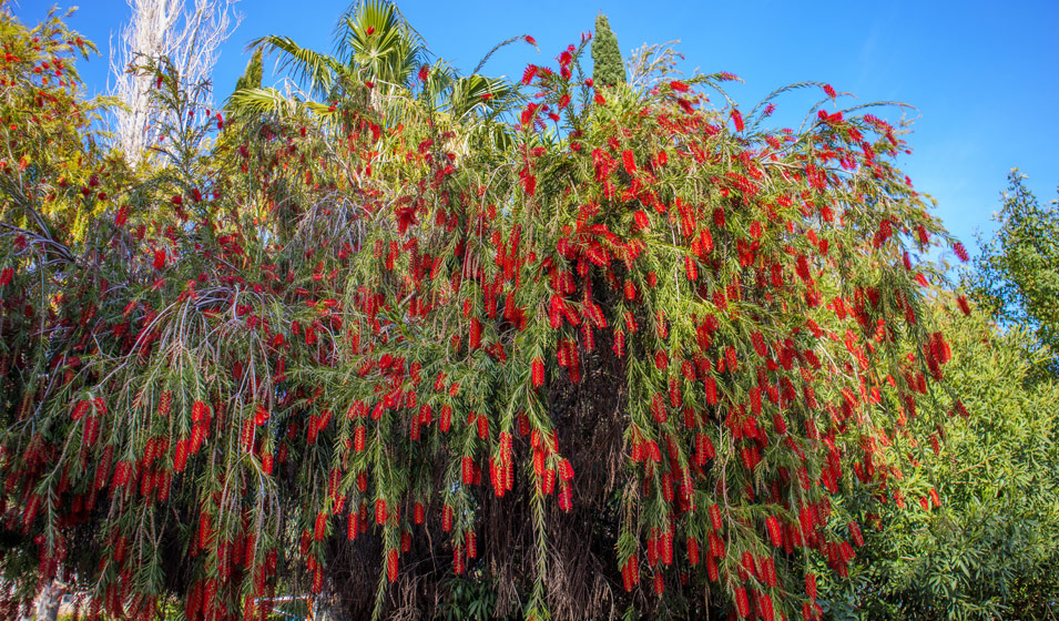 Quand et comment bien tailler le rince-bouteille ? - Jardiland