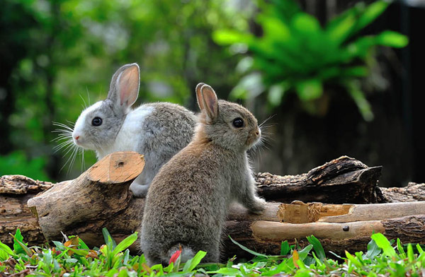 10 choses que vous ne savez pas (encore) sur les lapins - Jardiland