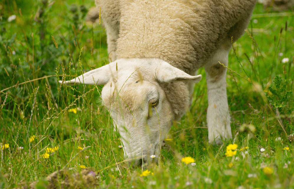 5 choses que vous ne savez (peut-être) pas sur le mouton - Jardiland