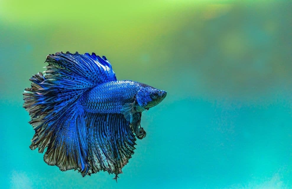 Top 6 des plus beaux poissons pour aquarium - Jardiland