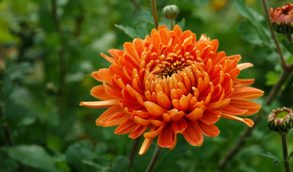 Desmontando un mito… El verdadero significado del crisantemo - Jardiland