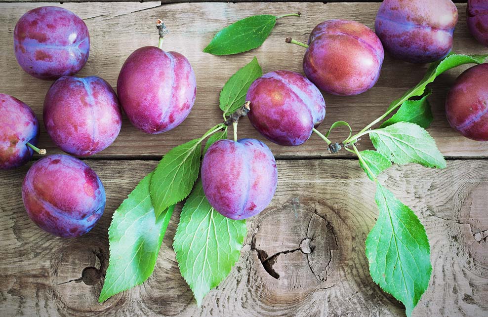 Variétés, recettes, vertus : tout savoir sur les prunes - Jardiland