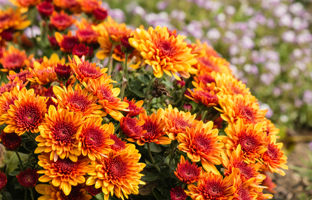 10 fleurs d’automne pour égayer votre jardin - Jardiland