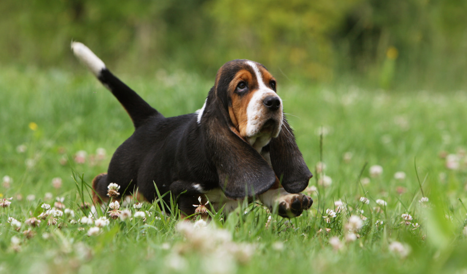 Basset hound : caractère, santé et alimentation - Jardiland