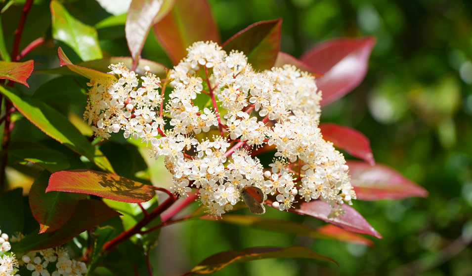 Photinia en pot : comment bien le cultiver ? - Jardiland