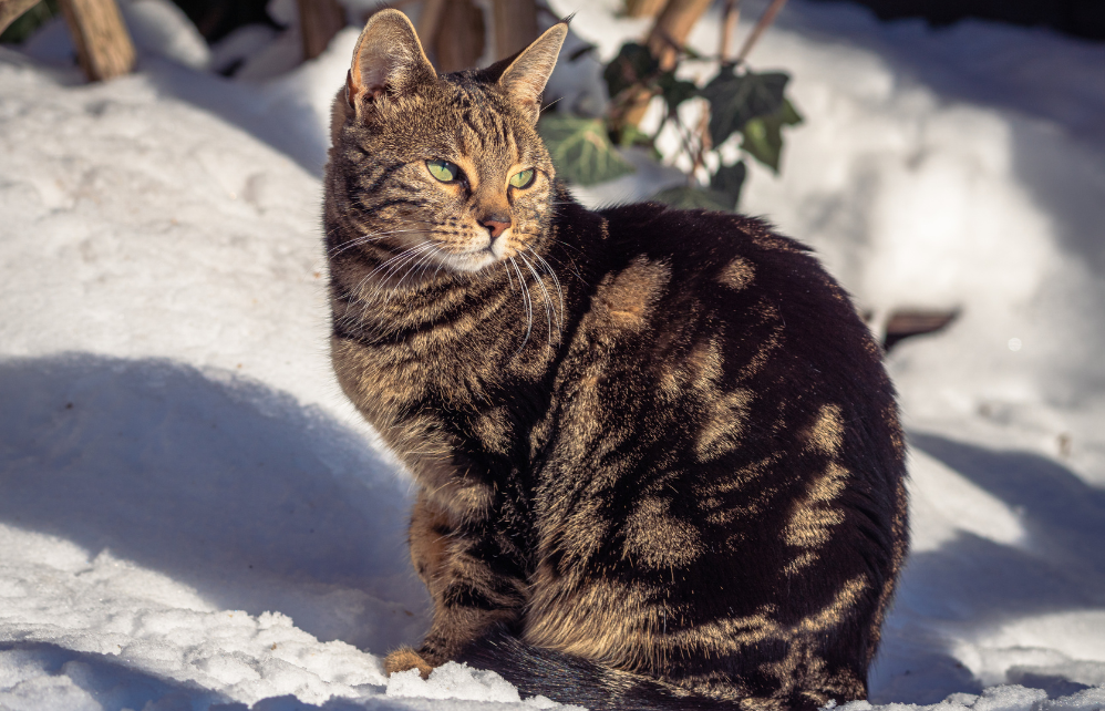 5 astuces pour rendre la saison hivernale agréable pour votre chat ...