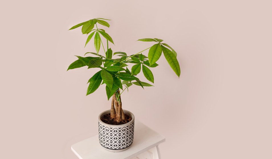 Top 8 des plantes porte-bonheur à cultiver chez soi - Jardiland