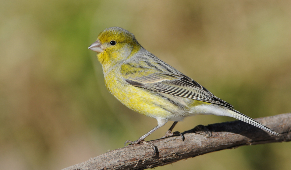 Le canari Timbrado - Jardiland
