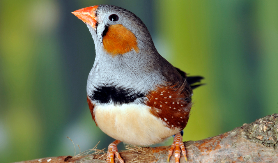 Le diamant mandarin : races, alimentation, santé - Jardiland